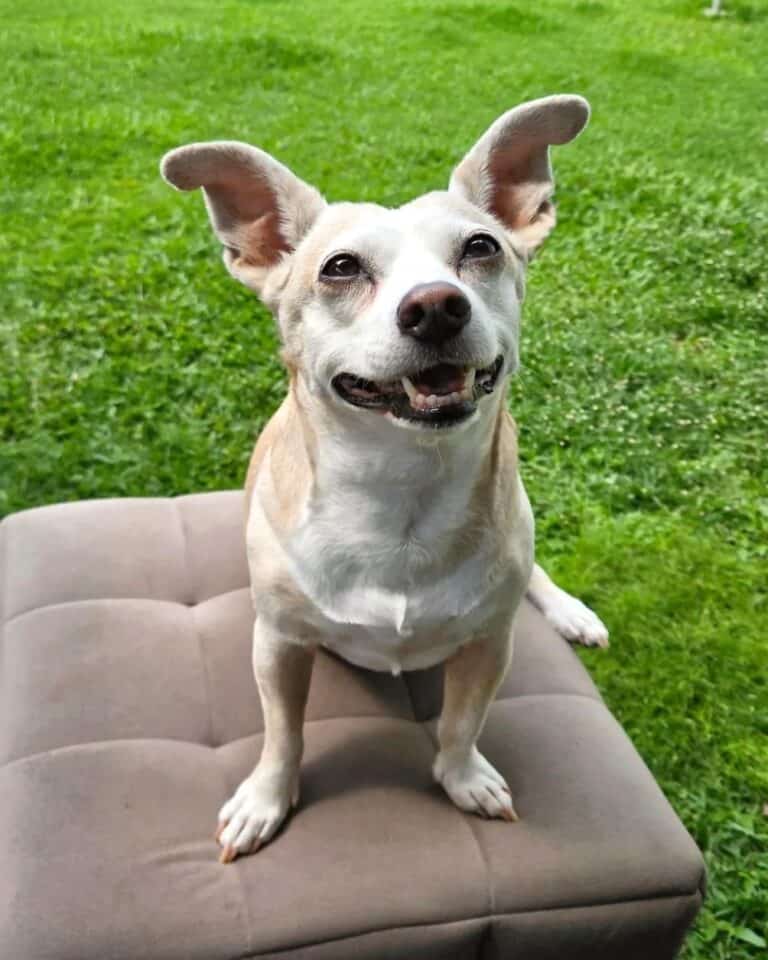 19 Adorable Bull Terrier Mixes You'll Love (With Pictures)