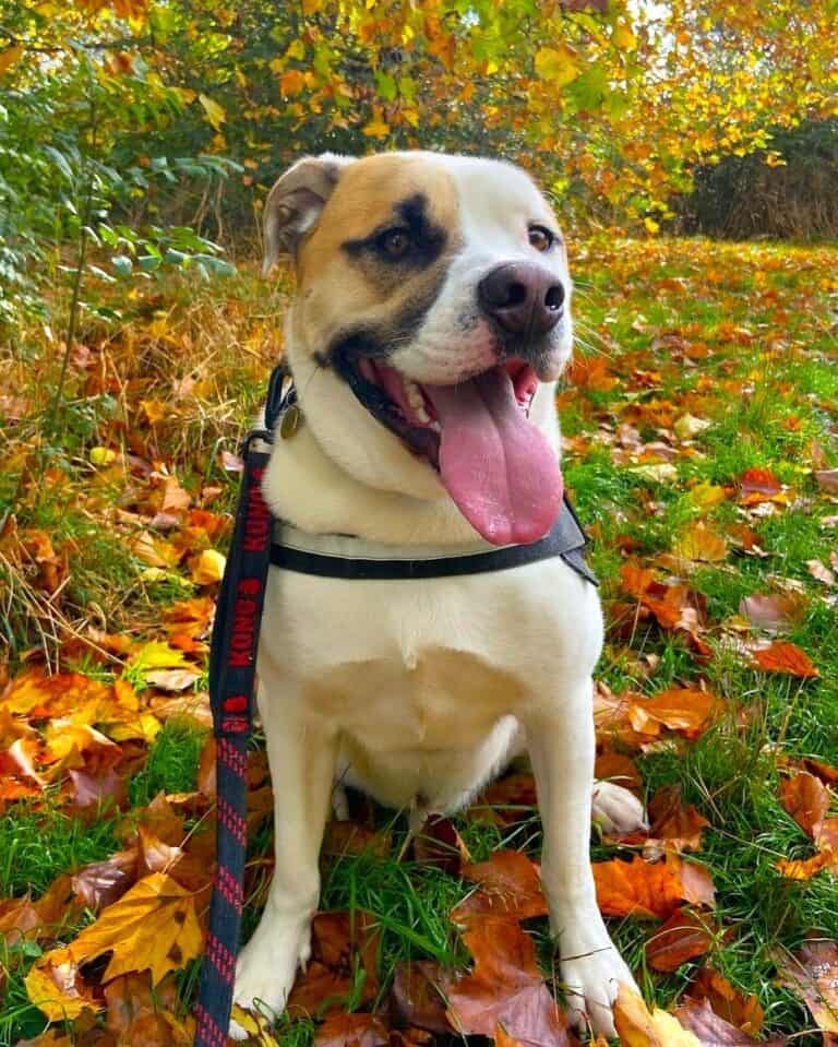 45 Unique Akita Mixes: An Ultimate Guide (With Pictures)