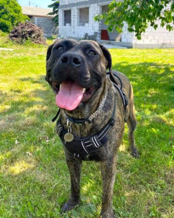 18 Popular Cane Corso Mixes You'll Love (With Pictures)