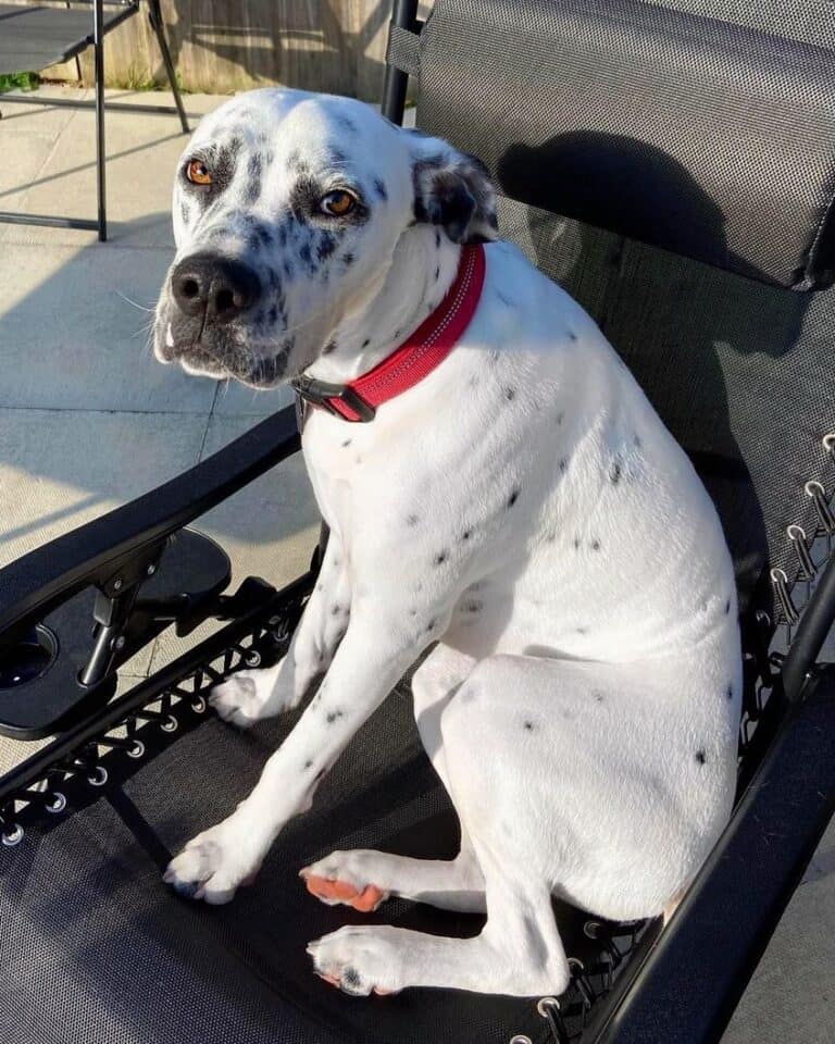 35 Dalmatian Mixes That Hit the “Spot” (With Pictures)