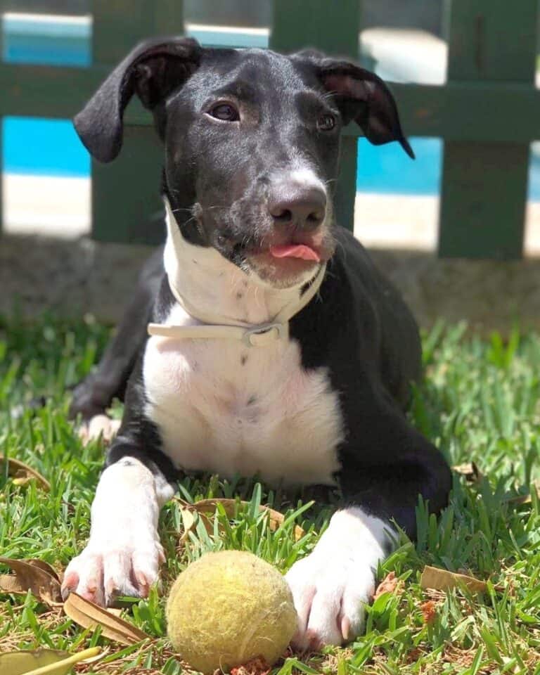 19 Adorable Bull Terrier Mixes You'll Love (With Pictures)