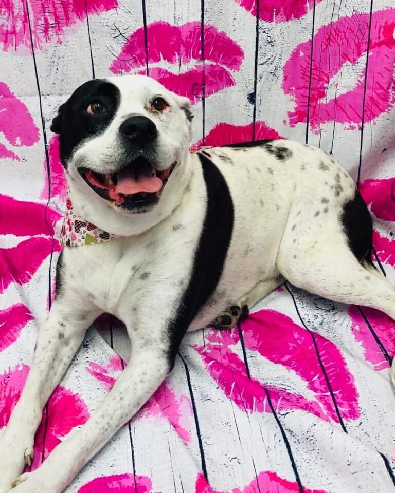 35 Whippet Mixes: A Complete Guide (With Pictures)