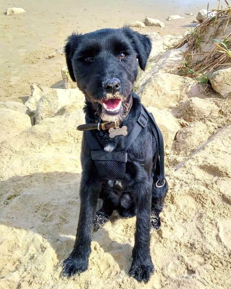 48 Adorable Cocker Spaniel Mixes (With Pictures)