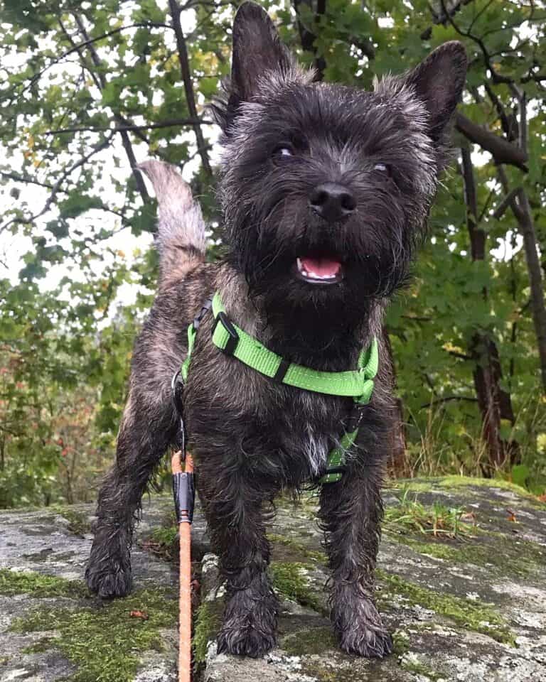 Boston Terrier Mixes: 50 Cutest Crossbreeds (With Pictures)