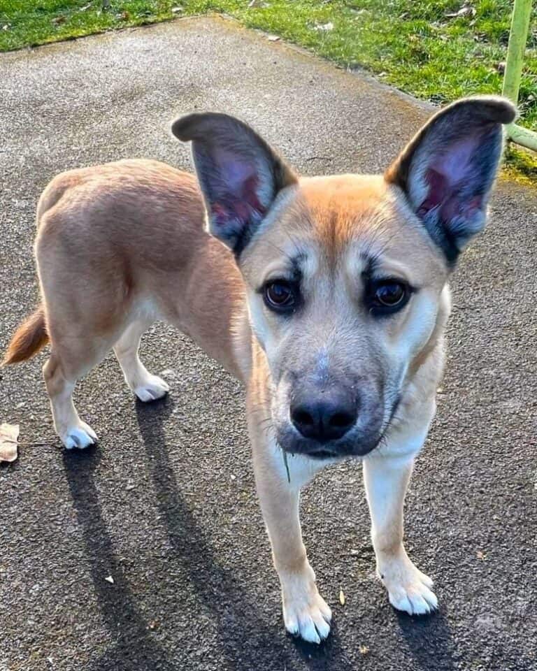 45 Unique Akita Mixes: An Ultimate Guide (With Pictures)