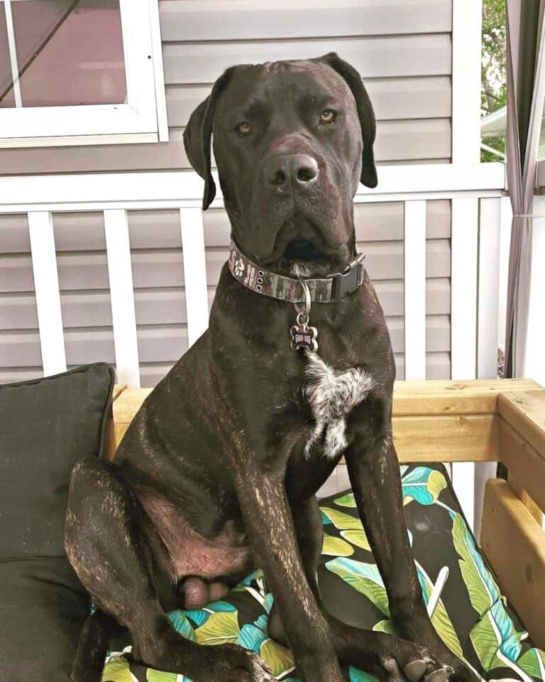 Mastiff Mixes: 43 Powerful and Unique Crossbreeds