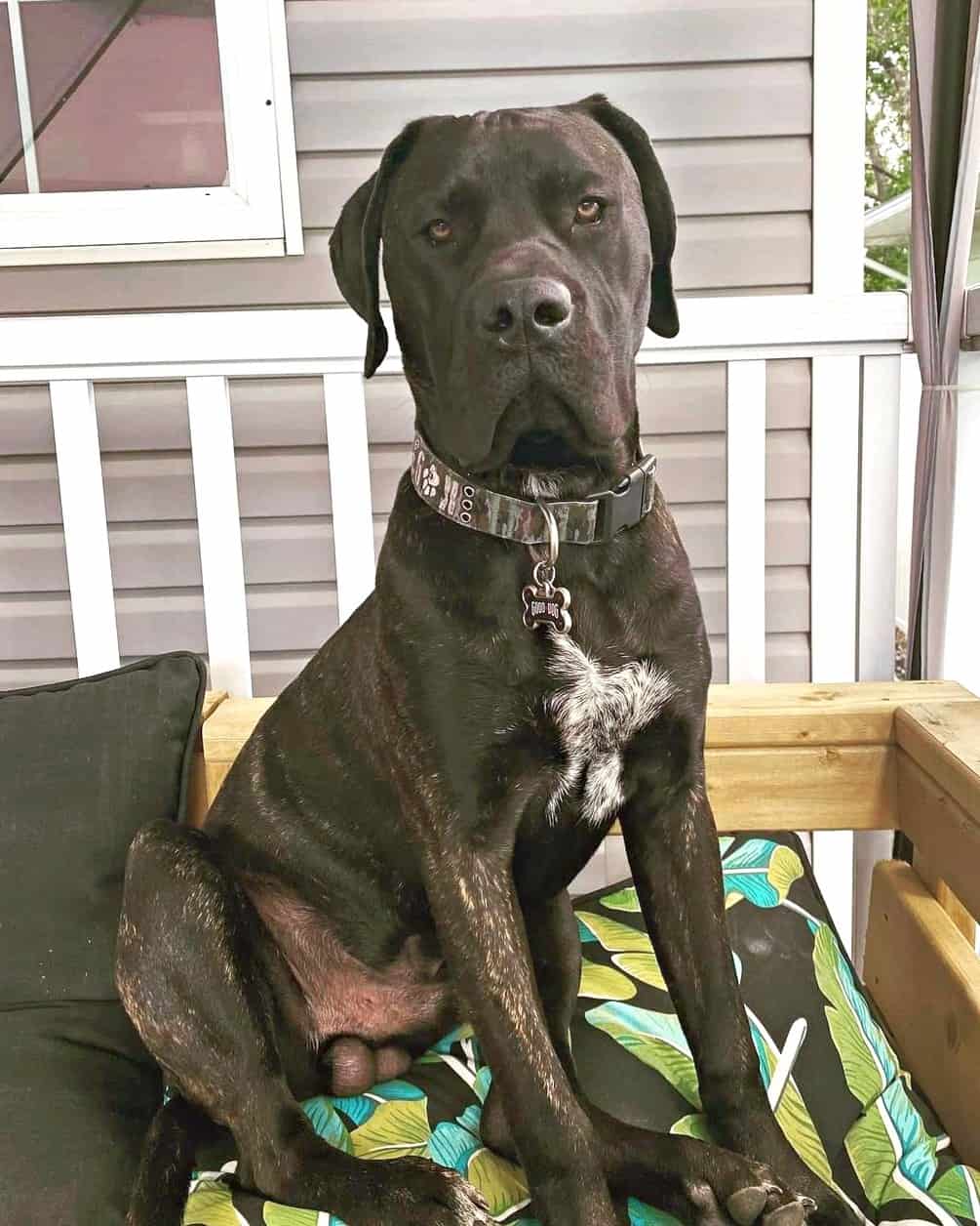 Mastiff Mixes: 43 Powerful and Unique Crossbreeds