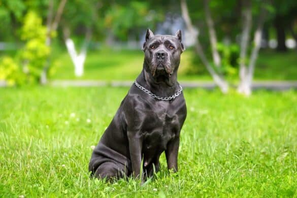 German Shepherd Pointer Mix: Info, Pictures, Traits & Facts