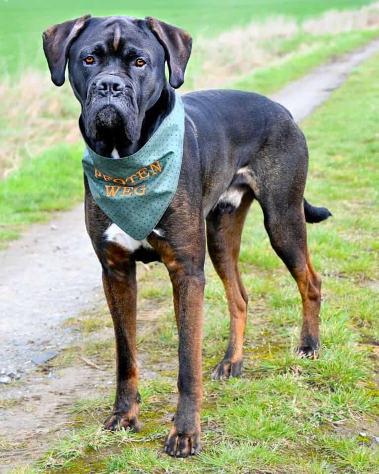 18 Popular Cane Corso Mixes You'll Love (With Pictures)