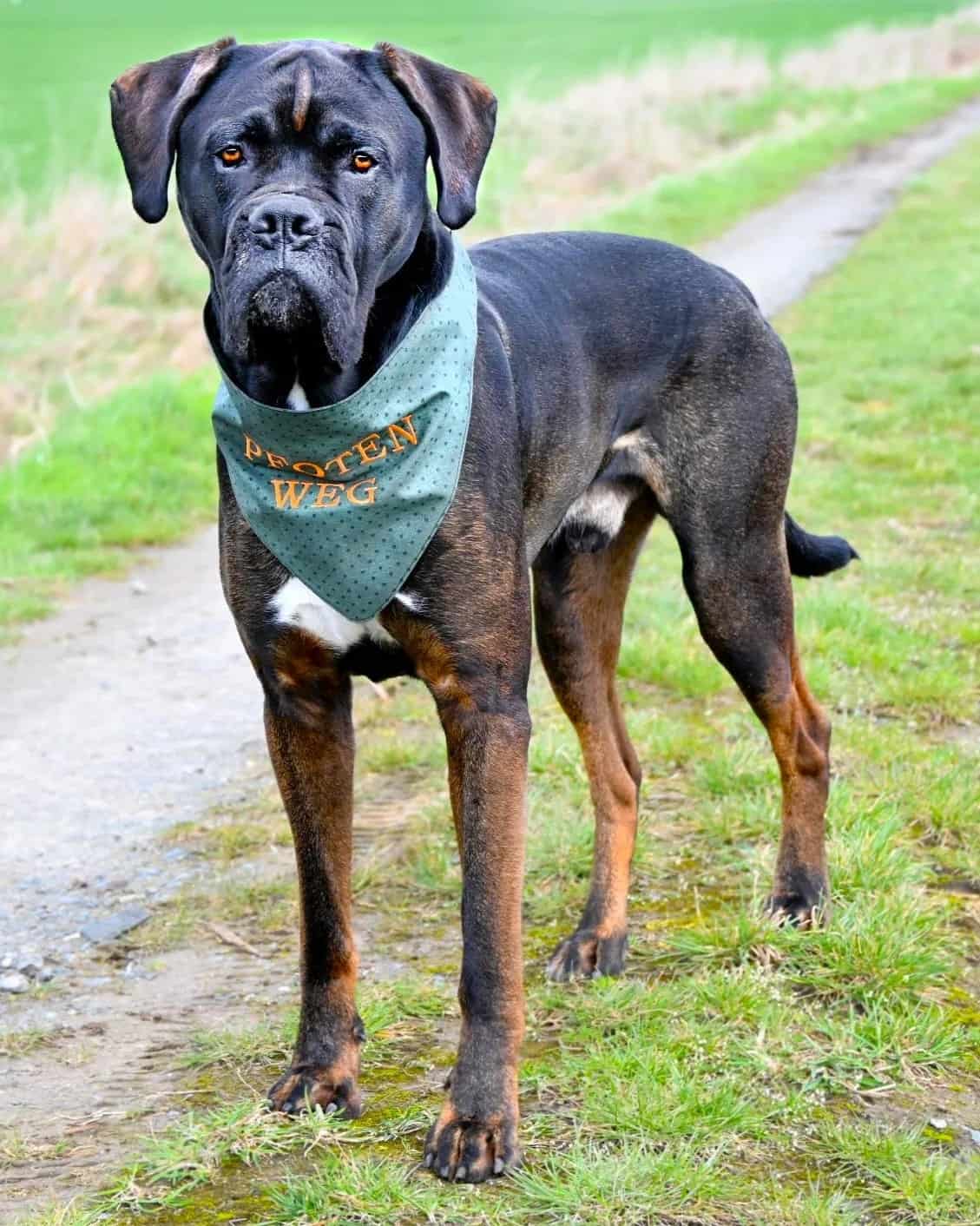 18 Popular Cane Corso Mixes You'll Love (With Pictures)