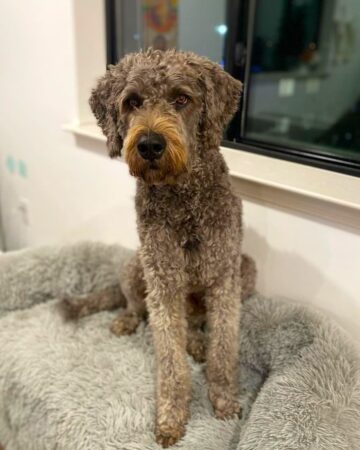 18 Popular Cane Corso Mixes You'll Love (With Pictures)