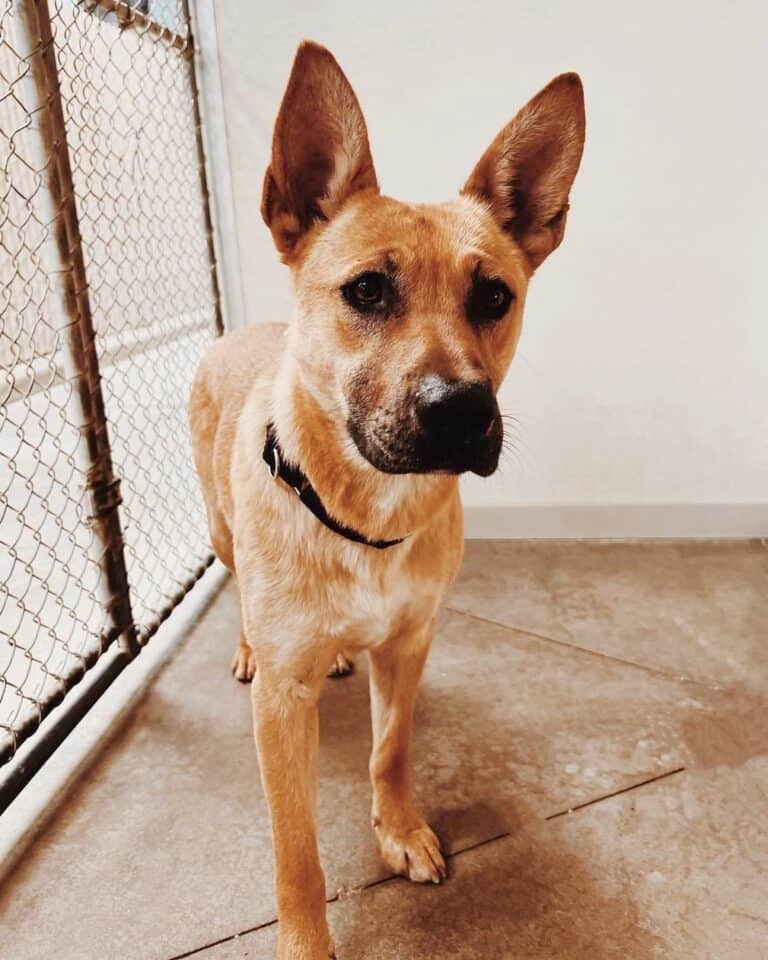 14 Black Mouth Cur Mixes: A Complete Guide (With Pictures)