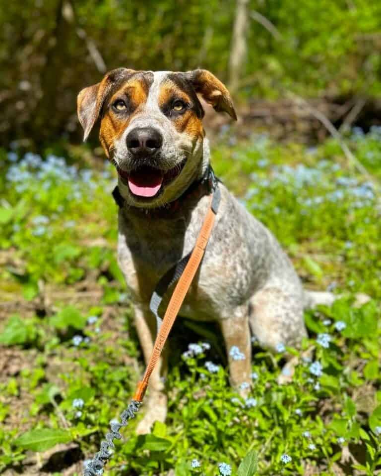 41 Unique Catahoula Leopard Dog Mixes (With Pictures)