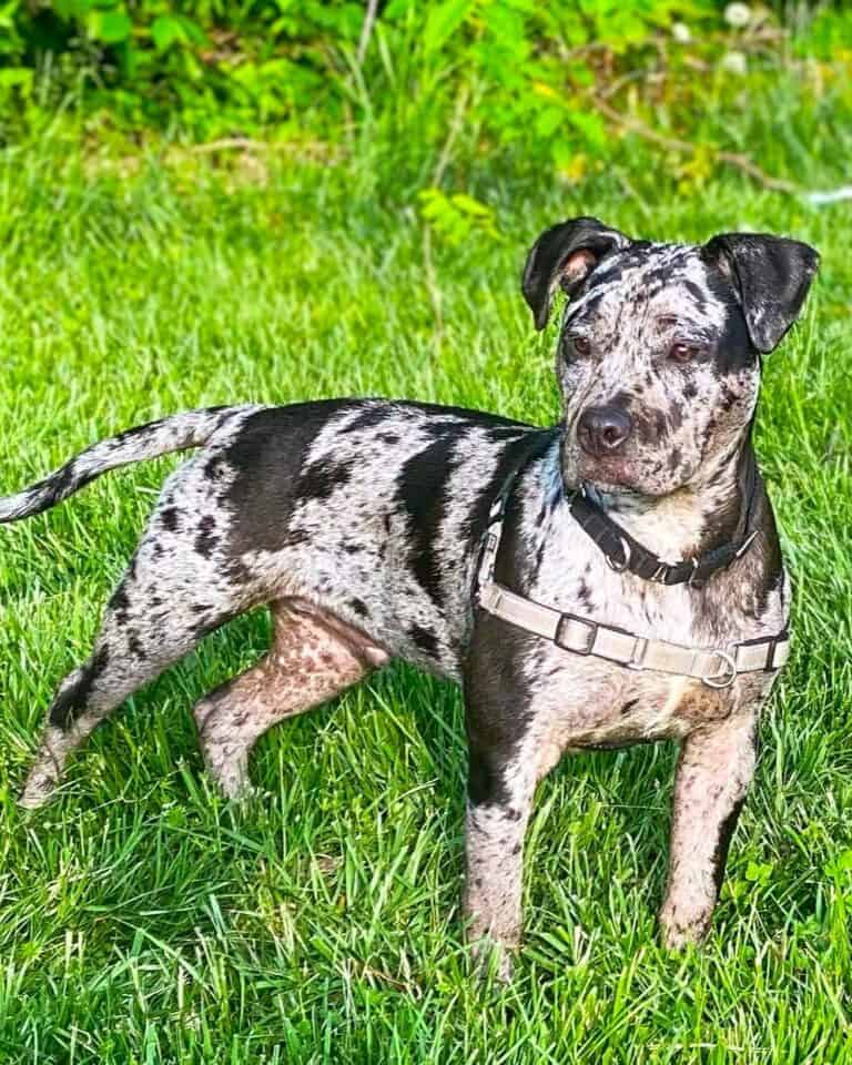41 Unique Catahoula Leopard Dog Mixes (With Pictures)