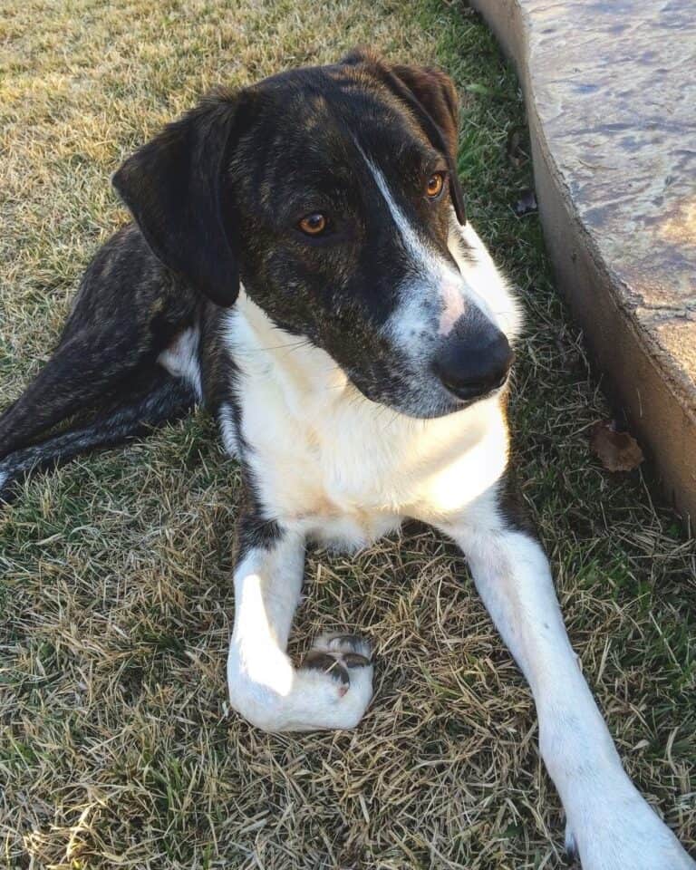 45 Unique Akita Mixes: An Ultimate Guide (With Pictures)
