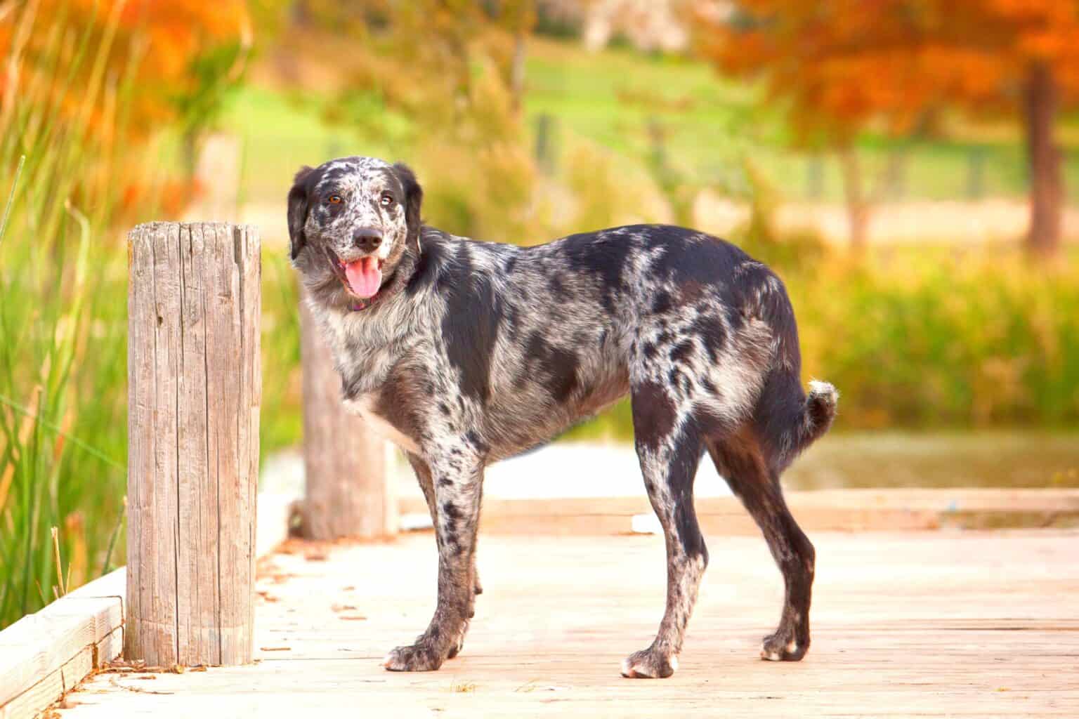 41 Unique Catahoula Leopard Dog Mixes (With Pictures)