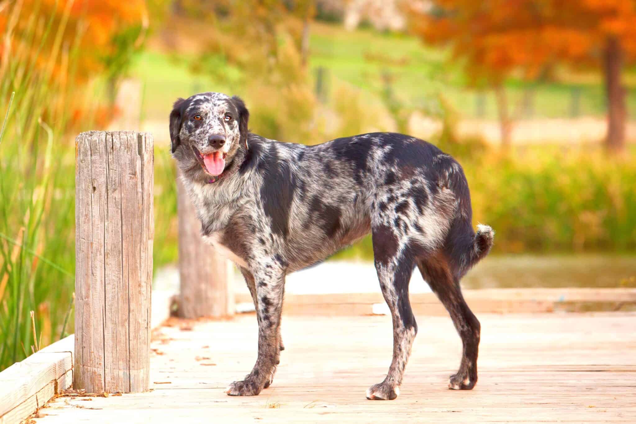 41 Unique Catahoula Leopard Dog Mixes (With Pictures)