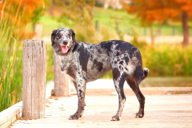 41 Unique Catahoula Leopard Dog Mixes (With Pictures)