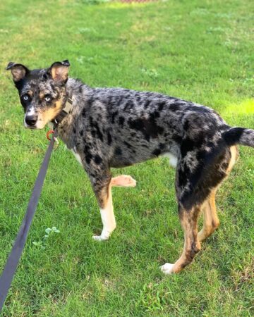 41 Unique Catahoula Leopard Dog Mixes (With Pictures)