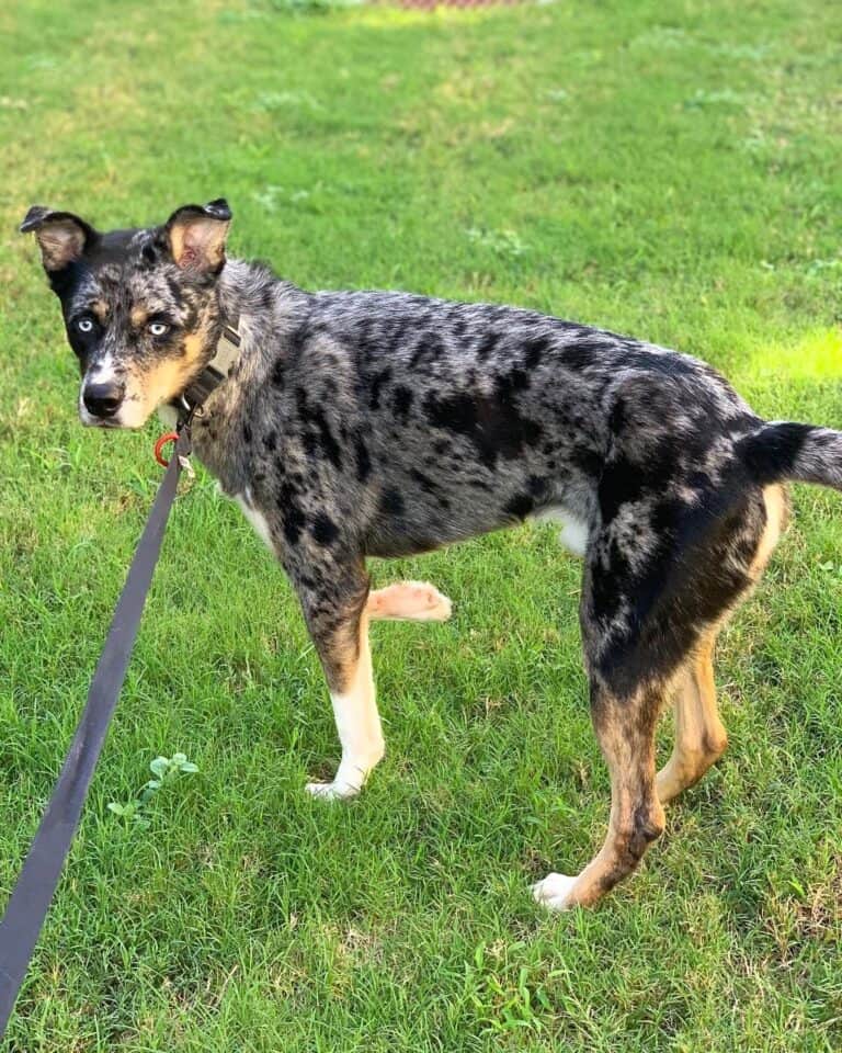 41 Unique Catahoula Leopard Dog Mixes (With Pictures)