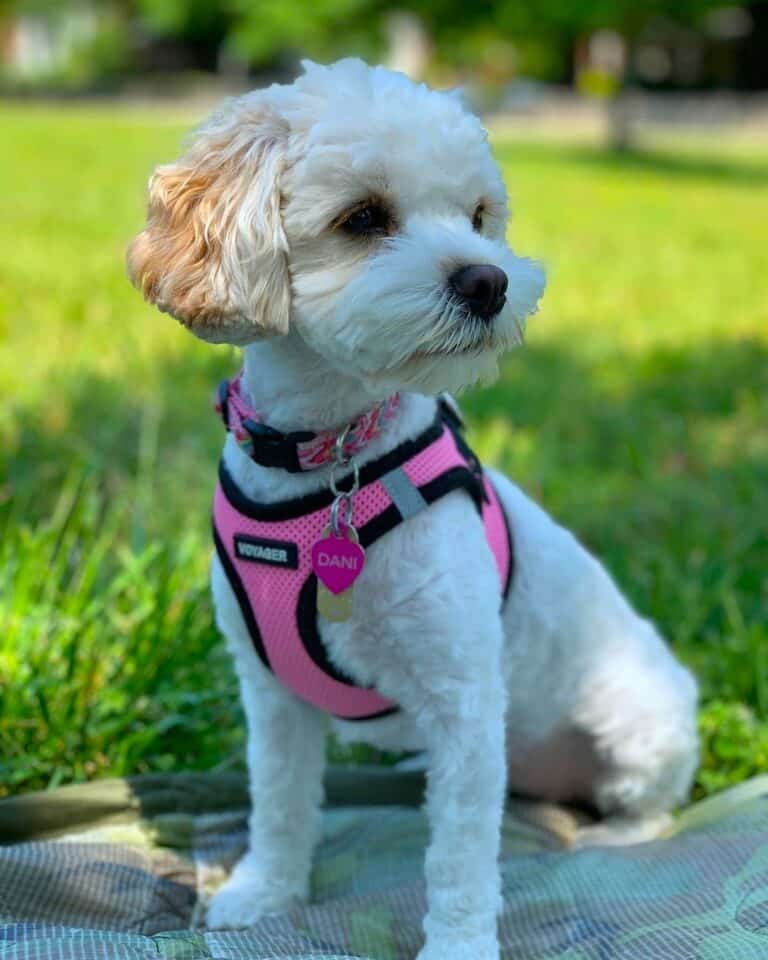 30 Cute Havanese Mixes You'll Love! (With Pictures)