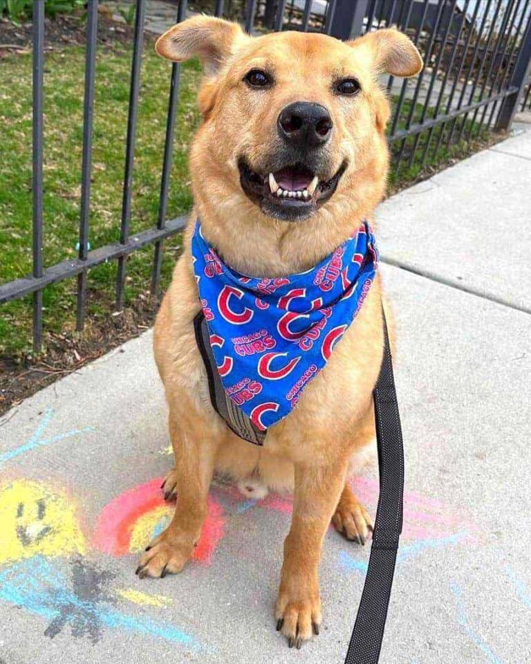 28 Chow Chow Mixes to Brighten Your Day (With Pictures)