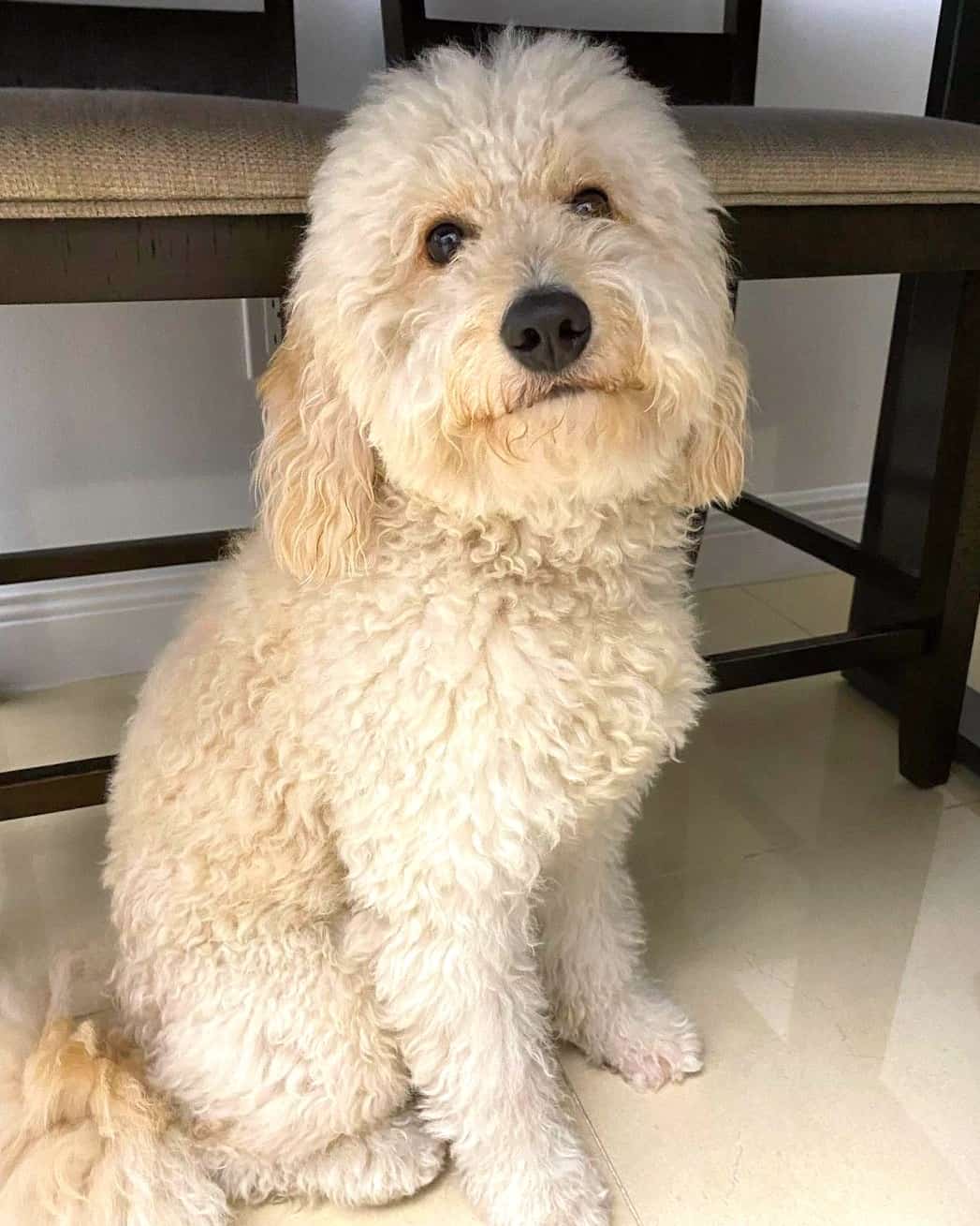 20 Goldendoodle Colors & Markings (With Pictures!)