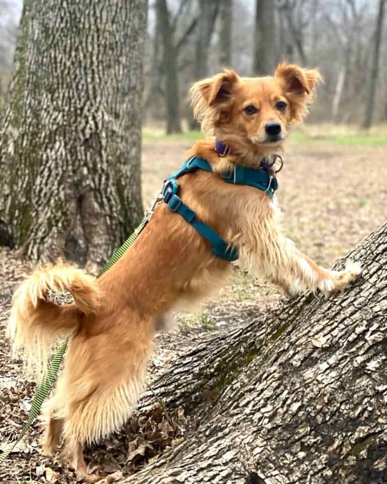 48 Adorable Cocker Spaniel Mixes (With Pictures)