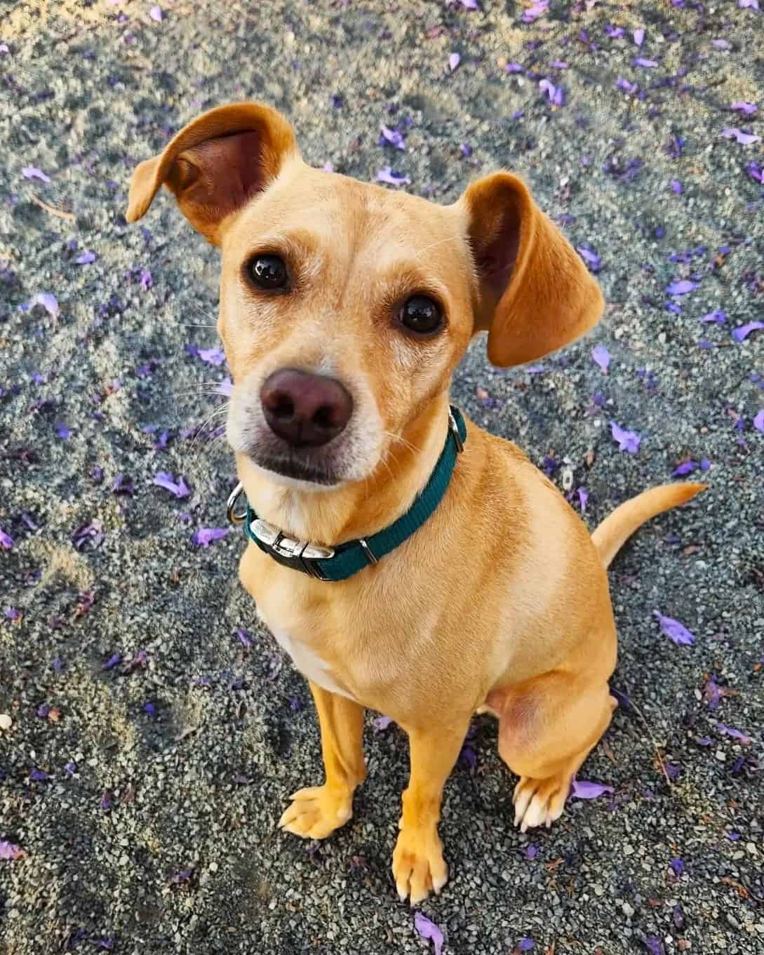 35 Whippet Mixes: A Complete Guide (With Pictures)