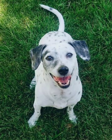 35 Dalmatian Mixes That Hit the “Spot” (With Pictures)