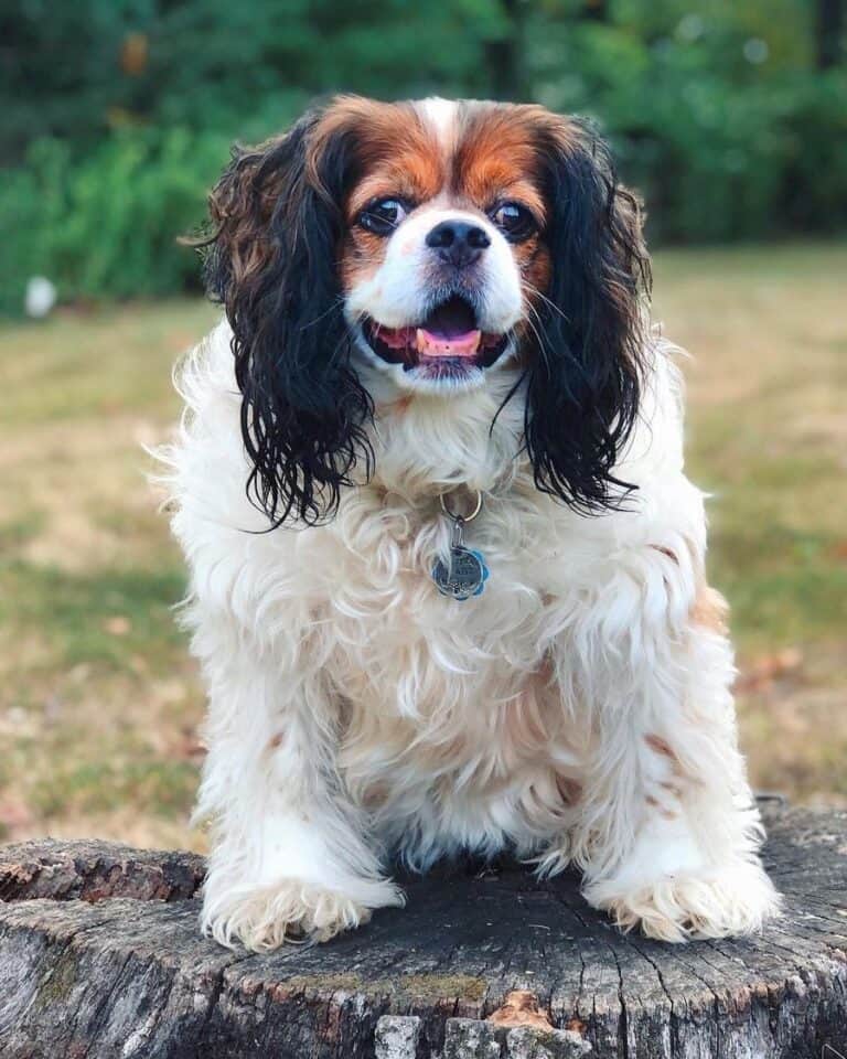 48 Adorable Cocker Spaniel Mixes (With Pictures)