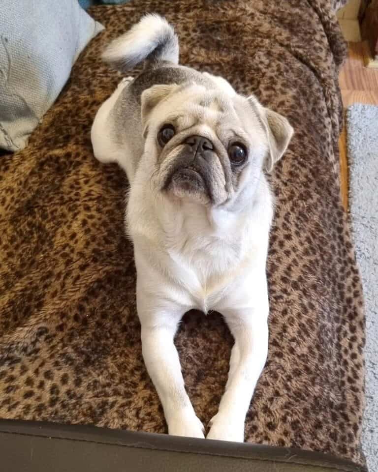 20 Pug Colors Explained (With Pictures!) - Happy Dog Breeds