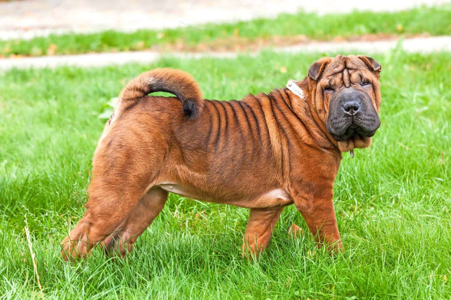 21 Adorable Shar-Pei Mixes You Need to Know