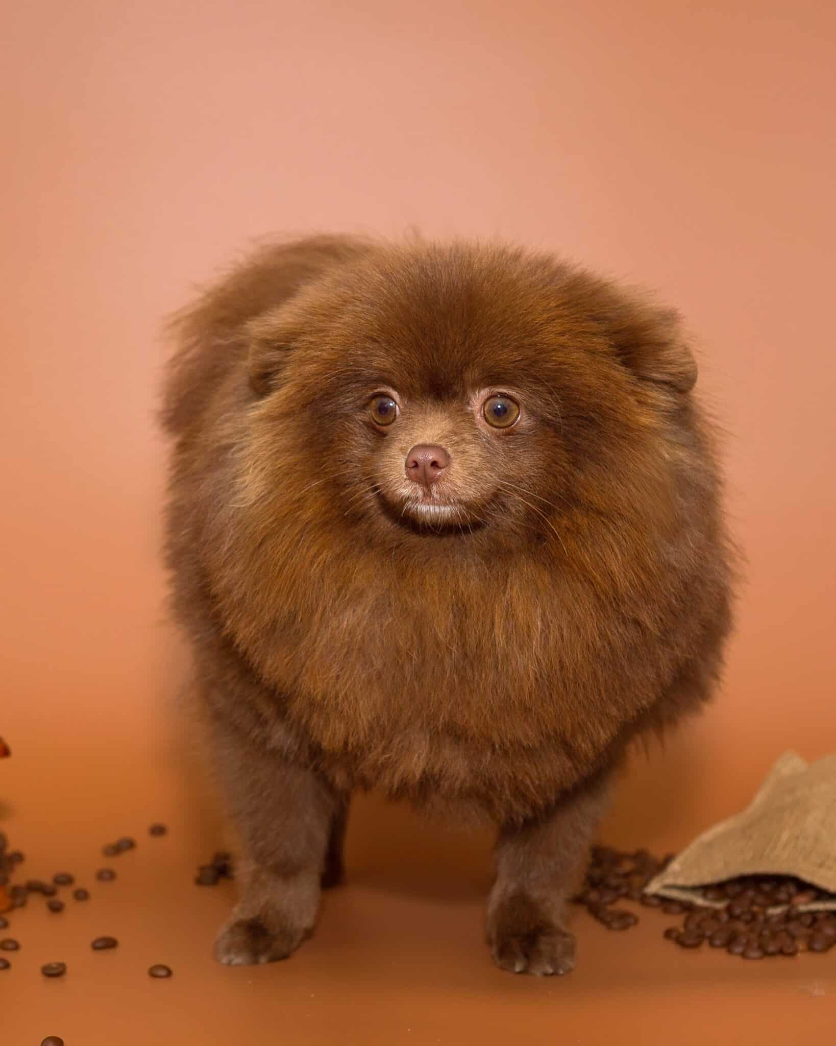 25 Pomeranian Colors, Markings & Patterns (With Pictures!)