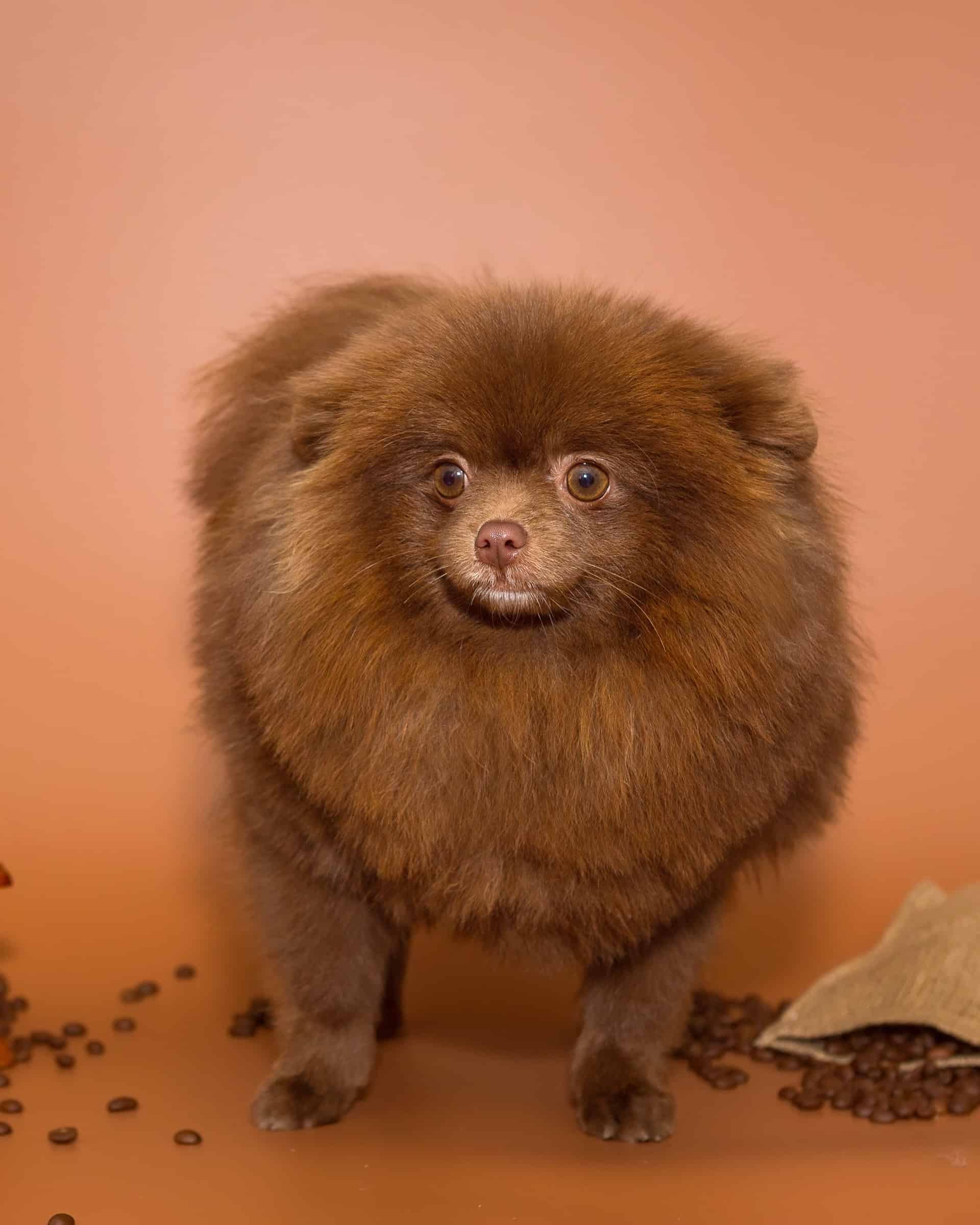 25 Pomeranian Colors, Markings & Patterns (With Pictures!)