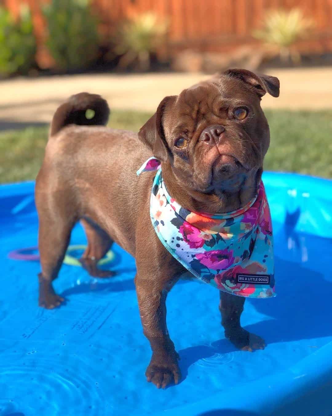 20 Pug Colors Explained (With Pictures!) - Happy Dog Breeds