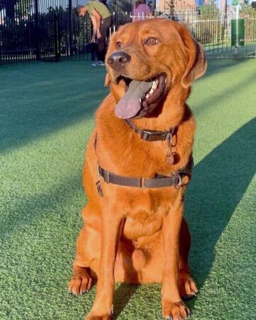 28 Chow Chow Mixes to Brighten Your Day (With Pictures)