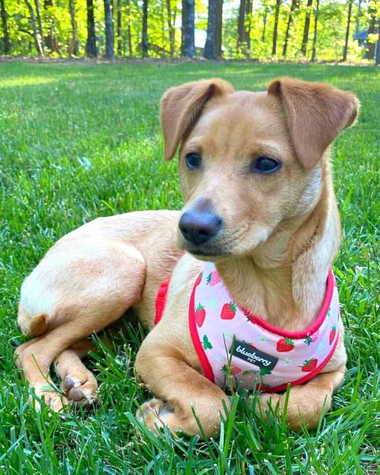 28 Chow Chow Mixes to Brighten Your Day (With Pictures)