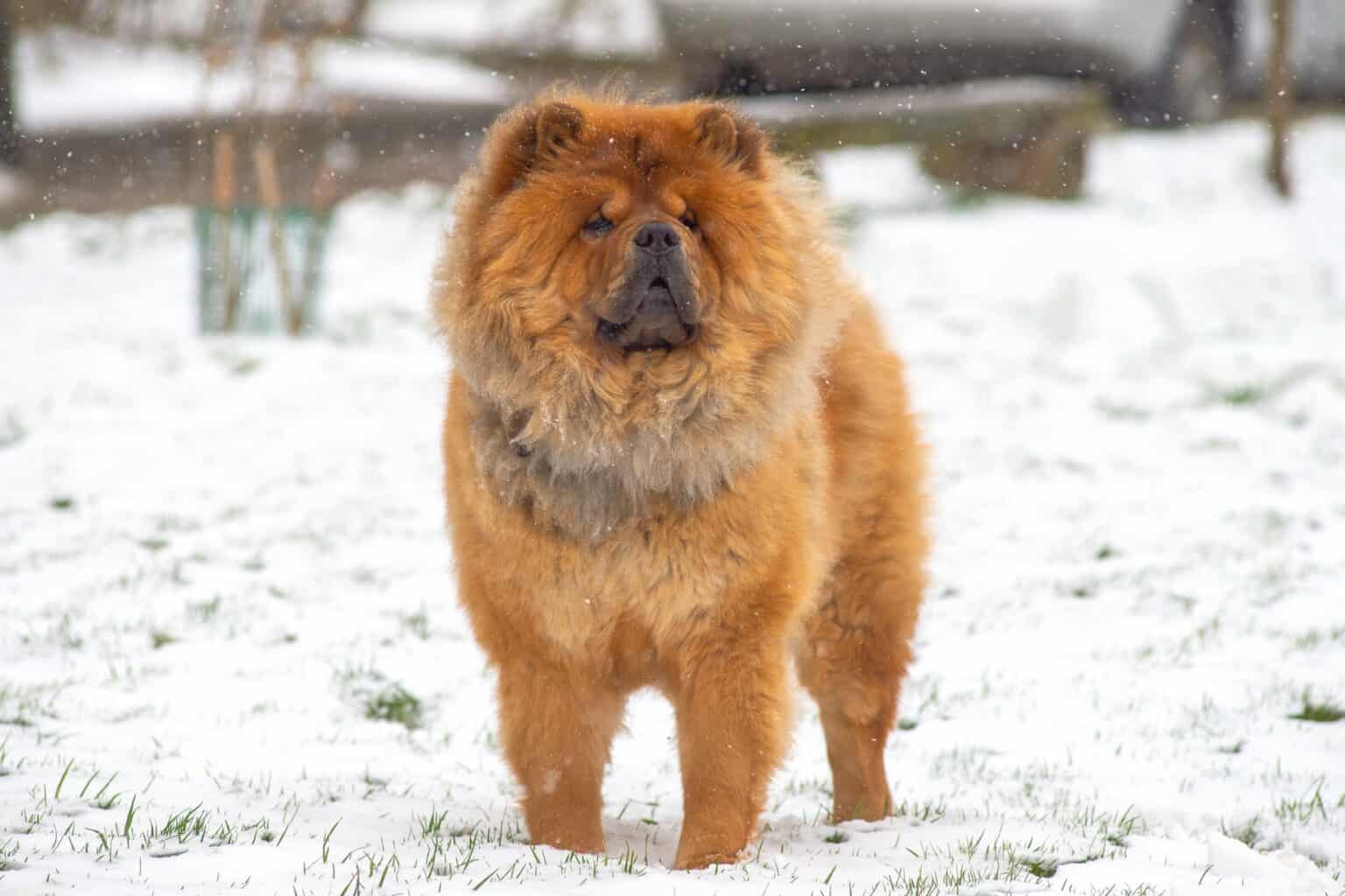 28 Chow Chow Mixes to Brighten Your Day (With Pictures)
