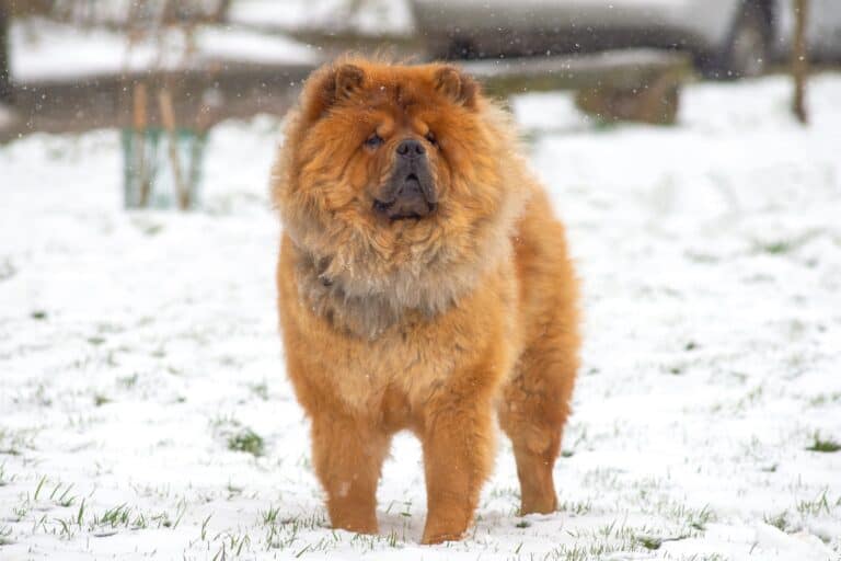 28 Chow Chow Mixes to Brighten Your Day (With Pictures)
