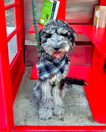 28 Chow Chow Mixes to Brighten Your Day (With Pictures)