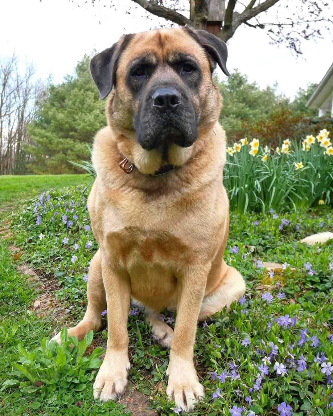 28 Chow Chow Mixes to Brighten Your Day (With Pictures)