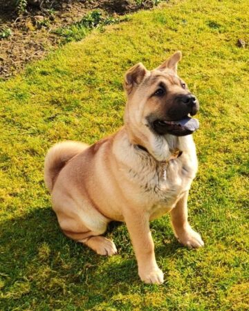 28 Chow Chow Mixes to Brighten Your Day (With Pictures)