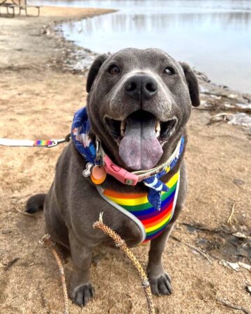 28 Chow Chow Mixes to Brighten Your Day (With Pictures)