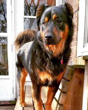 28 Chow Chow Mixes to Brighten Your Day (With Pictures)