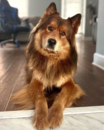 28 Chow Chow Mixes to Brighten Your Day (With Pictures)