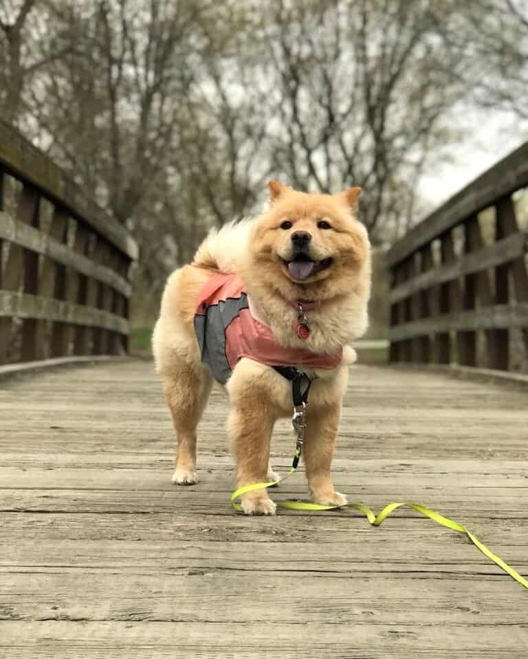 28 Chow Chow Mixes to Brighten Your Day (With Pictures)