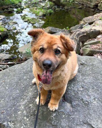 48 Adorable Cocker Spaniel Mixes (With Pictures)