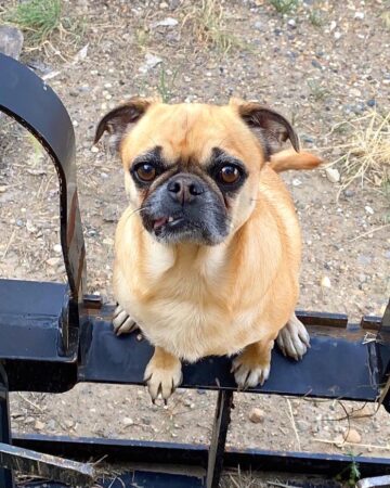 28 Chow Chow Mixes to Brighten Your Day (With Pictures)