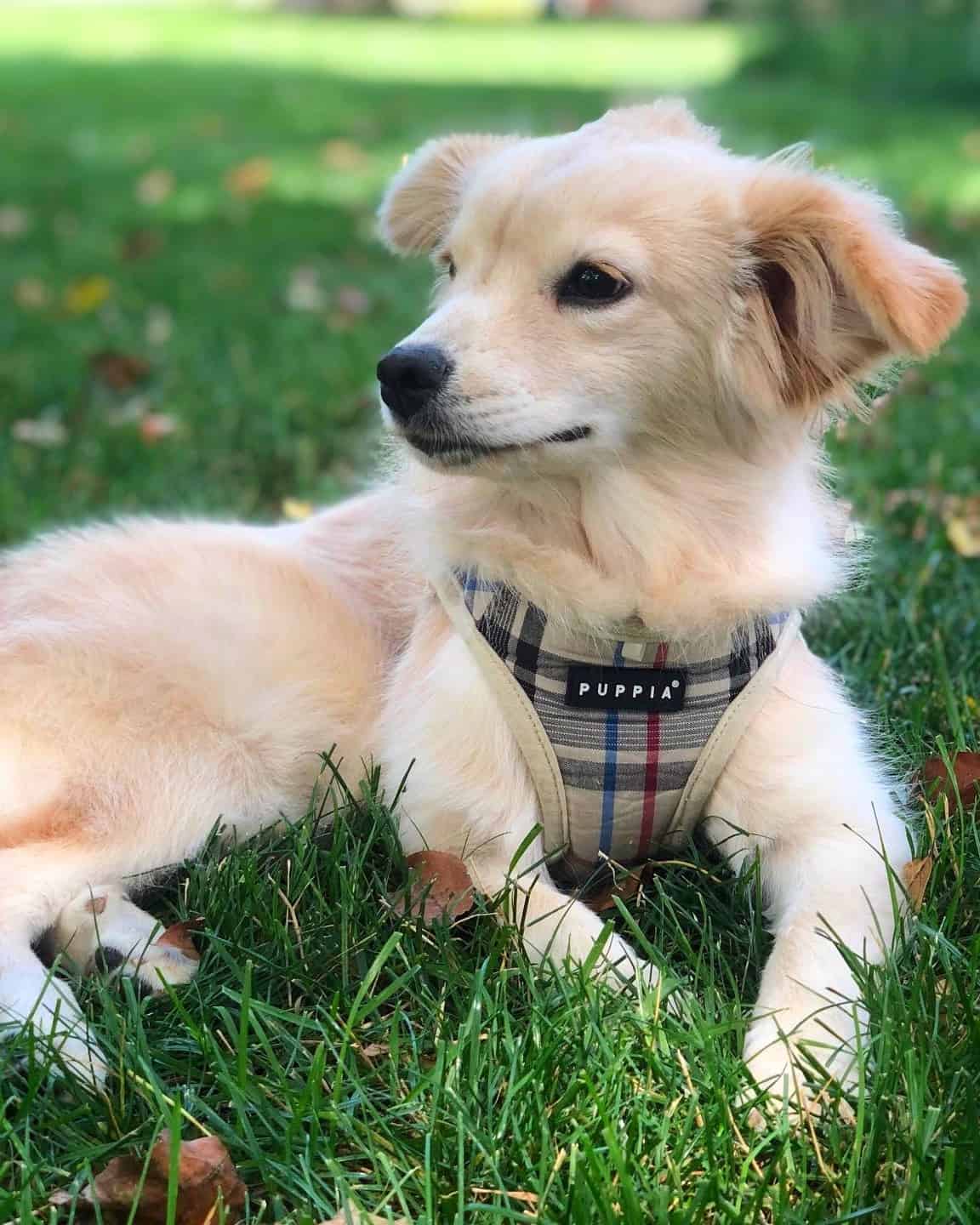 48 Adorable Cocker Spaniel Mixes (With Pictures)